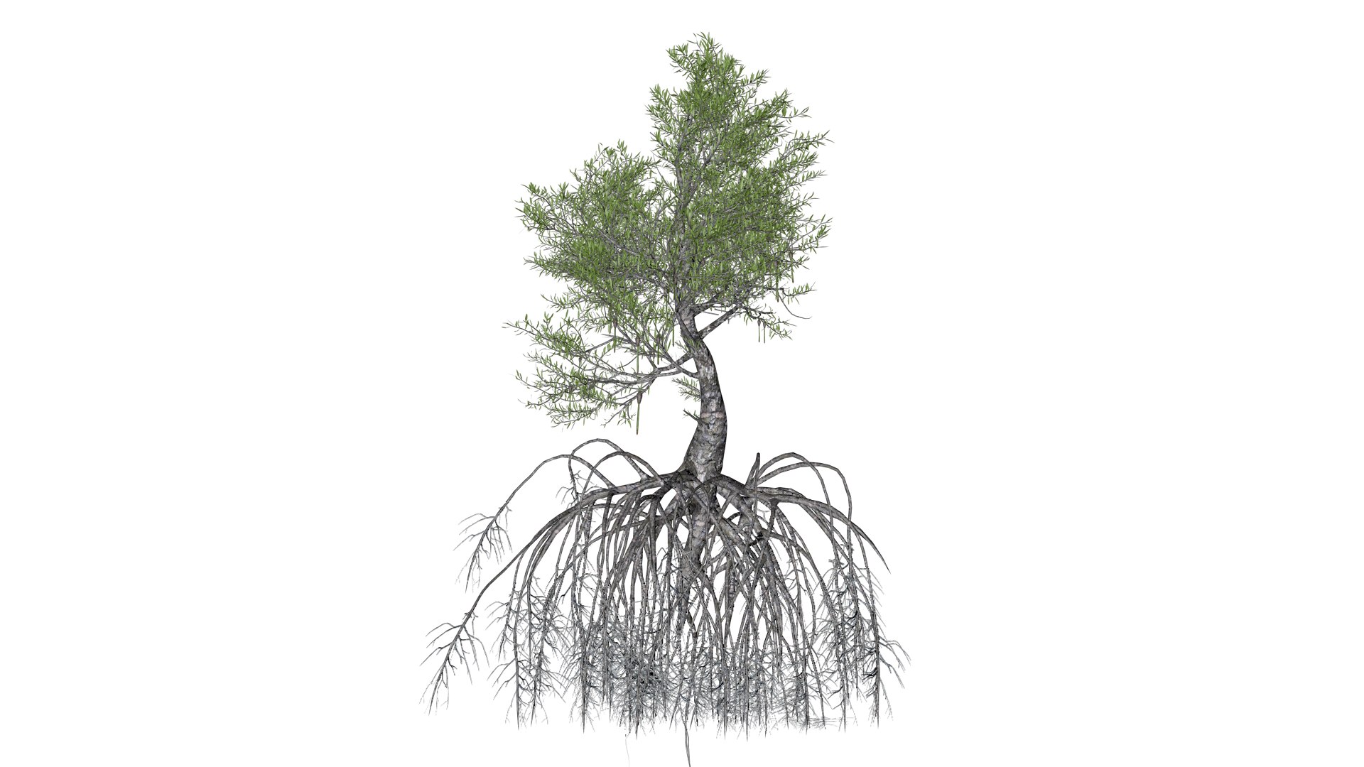 3D Red Mangrove Tree - 06 - Model - TurboSquid 2377705