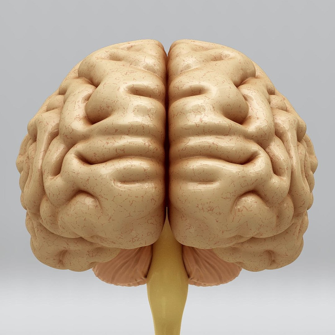 3ds max human brain - internal anatomy