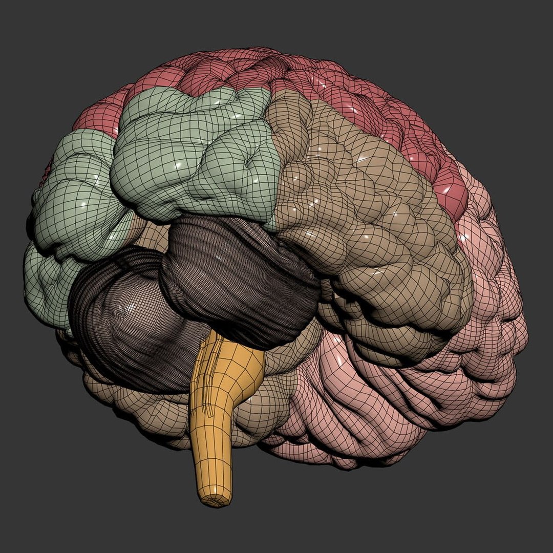 3ds Max Human Brain - Internal Anatomy