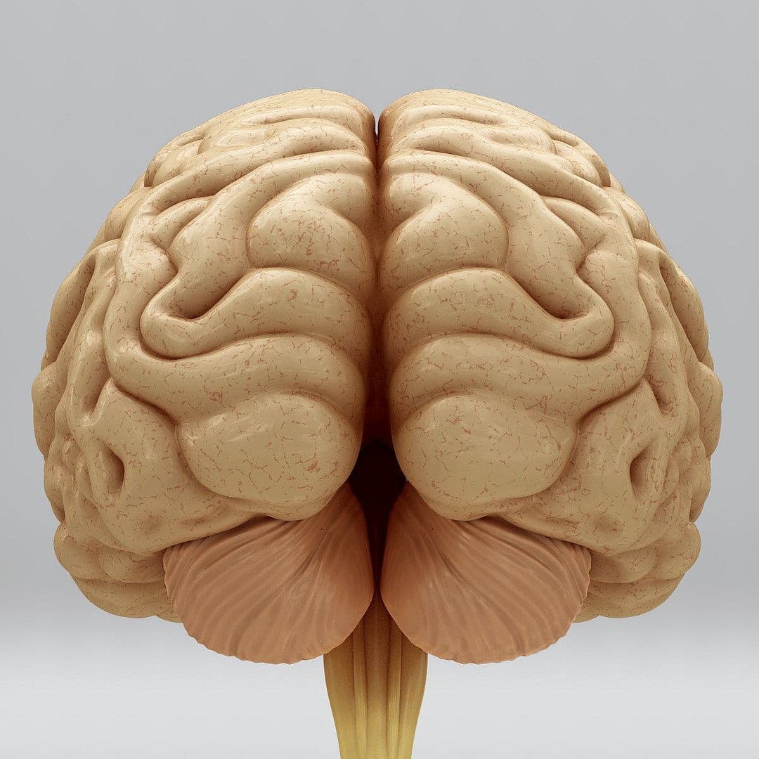 3ds Max Human Brain - Internal Anatomy