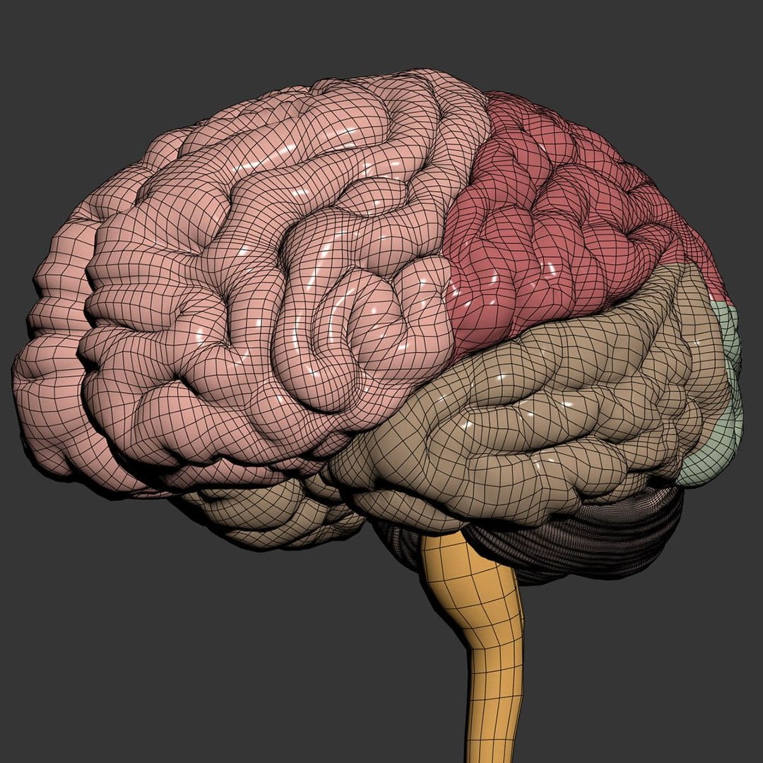 3ds Max Human Brain - Internal Anatomy