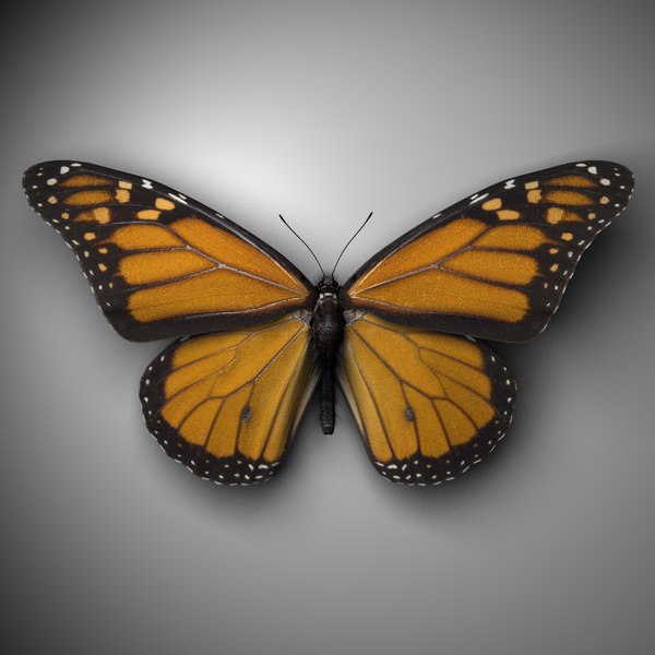 monarch butterfly 3d ma