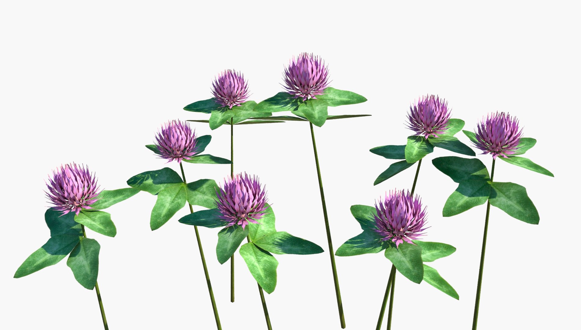 Clover Flower Model - TurboSquid 1693284