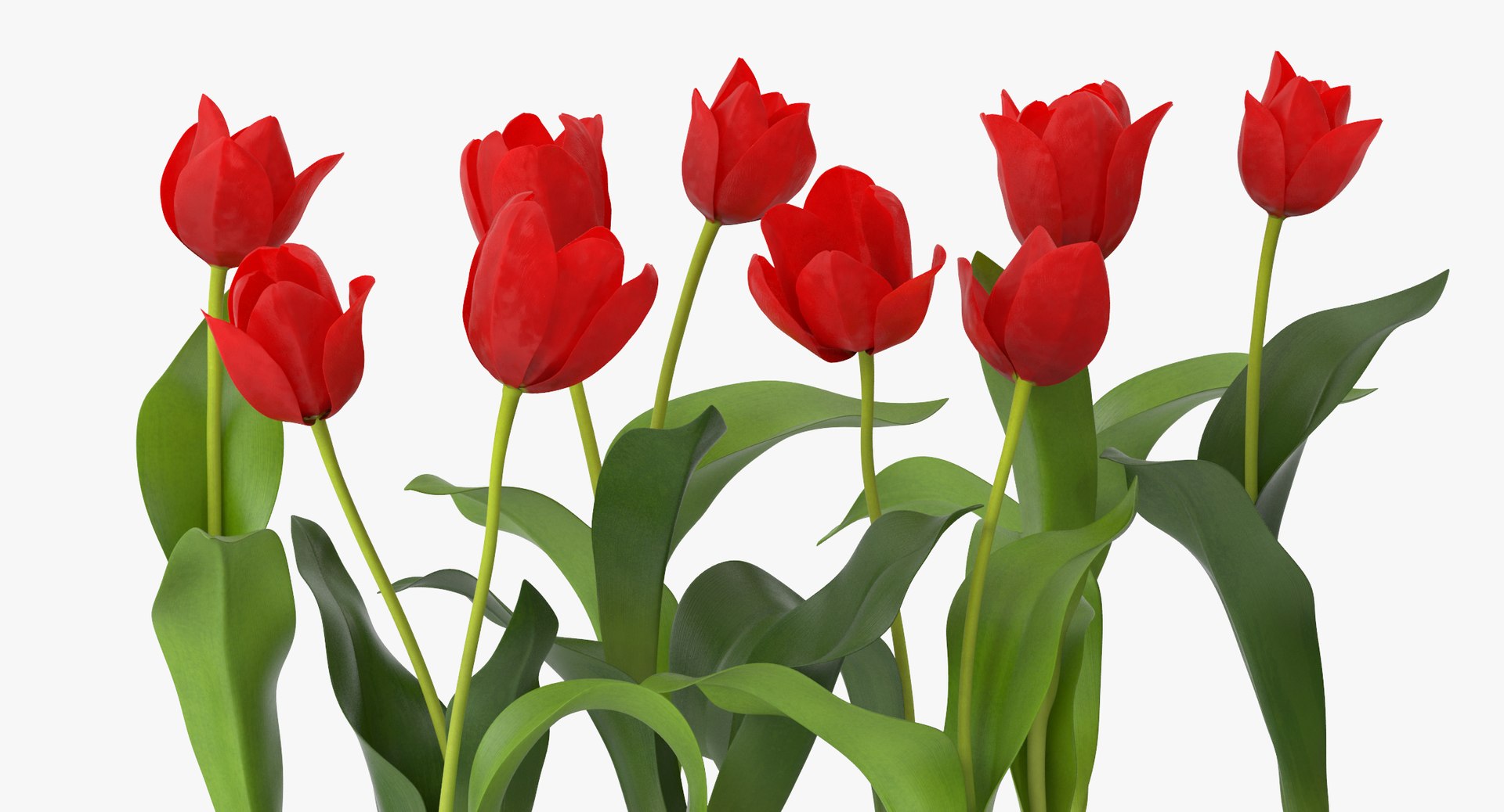Tulips Red - Grouped 3d Max