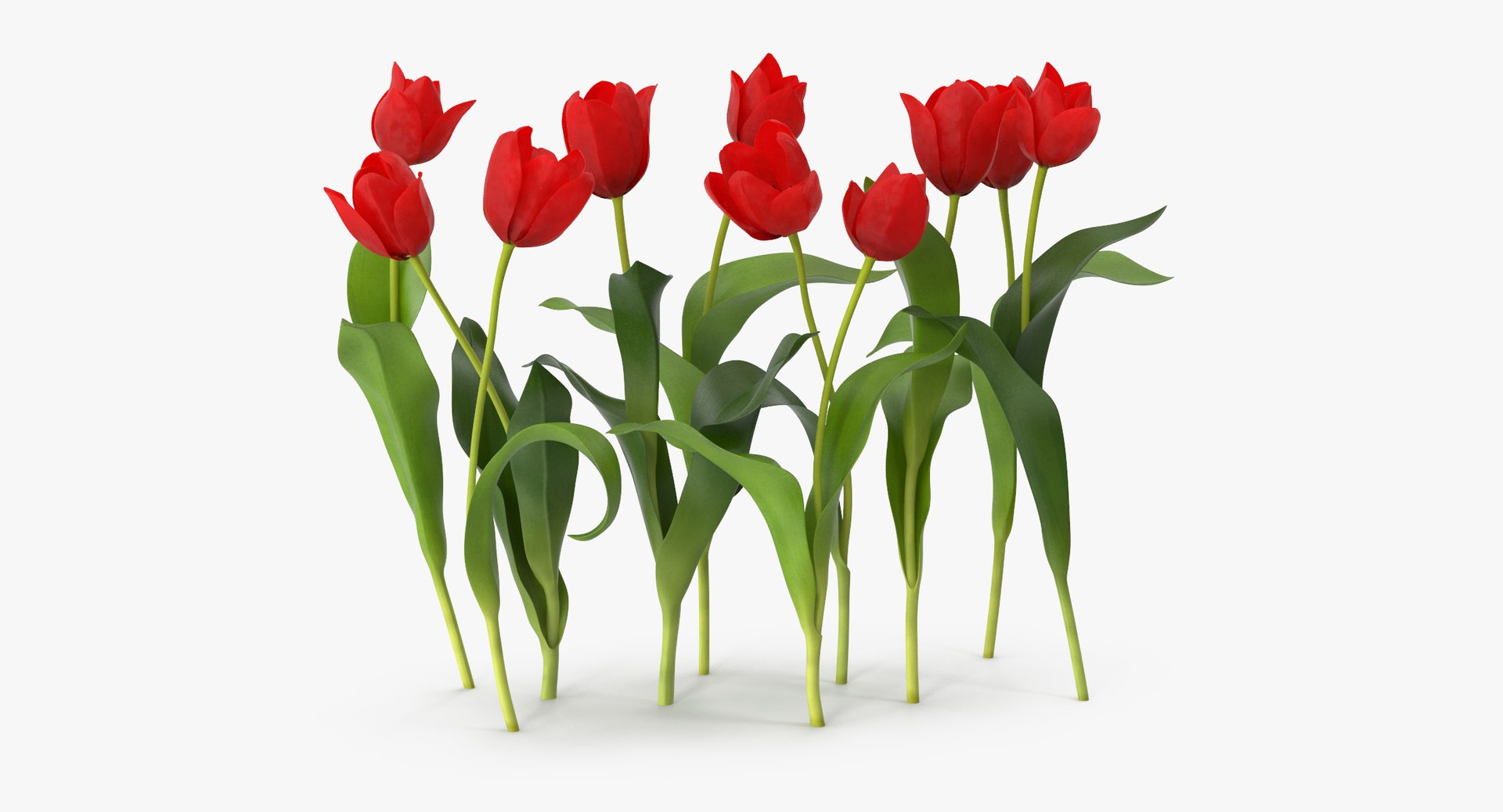 Tulips Red - Grouped 3d Max
