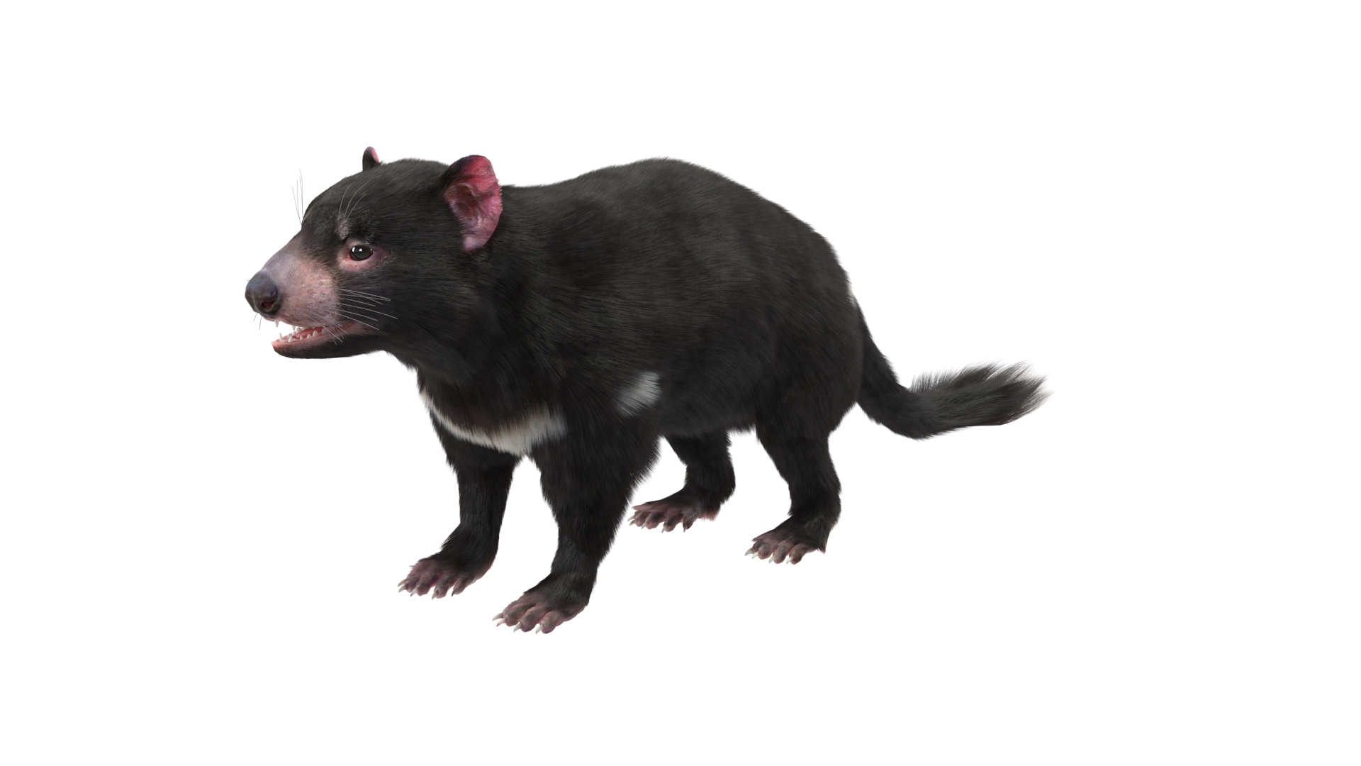 3D Tasmanian Devil Fur Rigged - TurboSquid 2126502