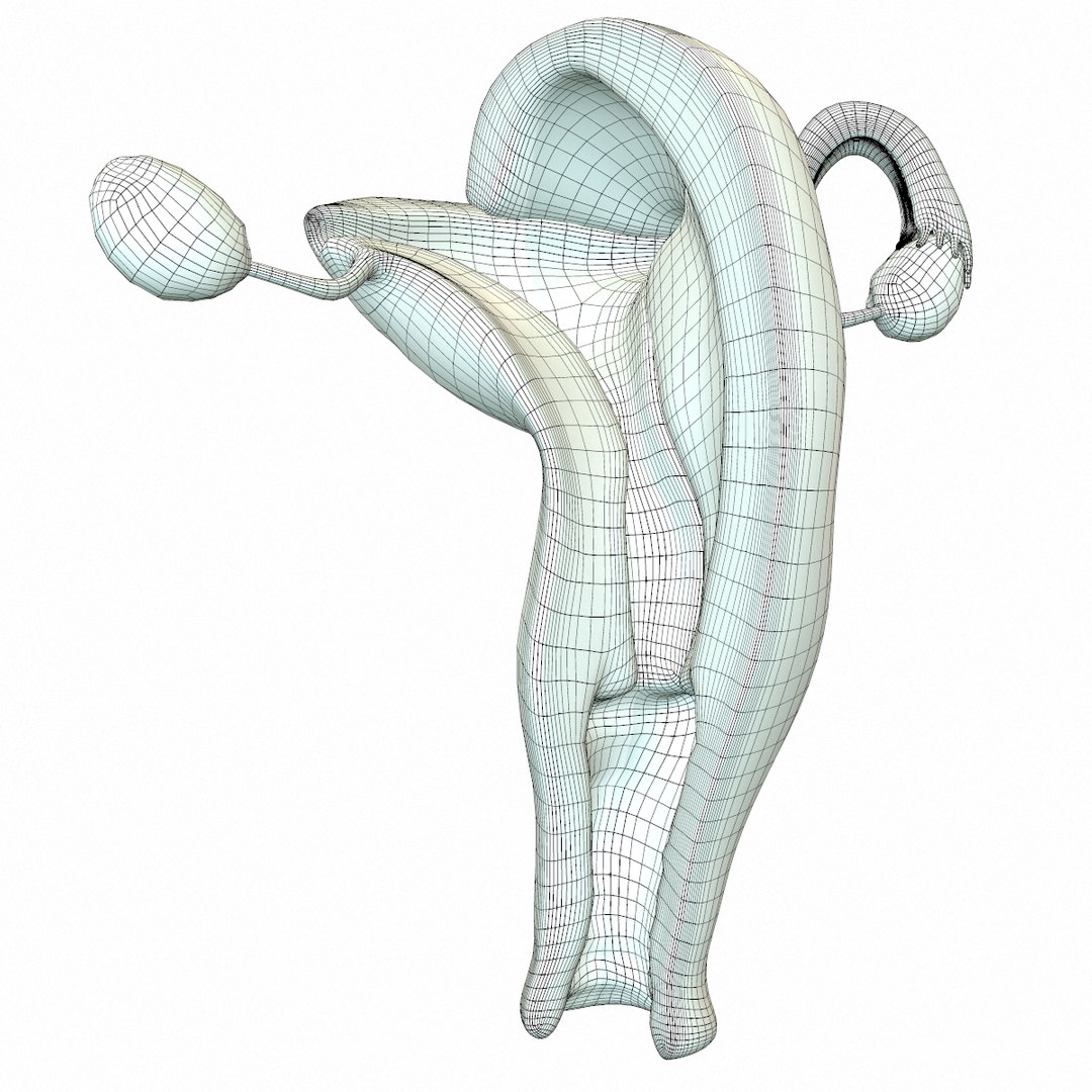 3D Female Reproductive - TurboSquid 1564772
