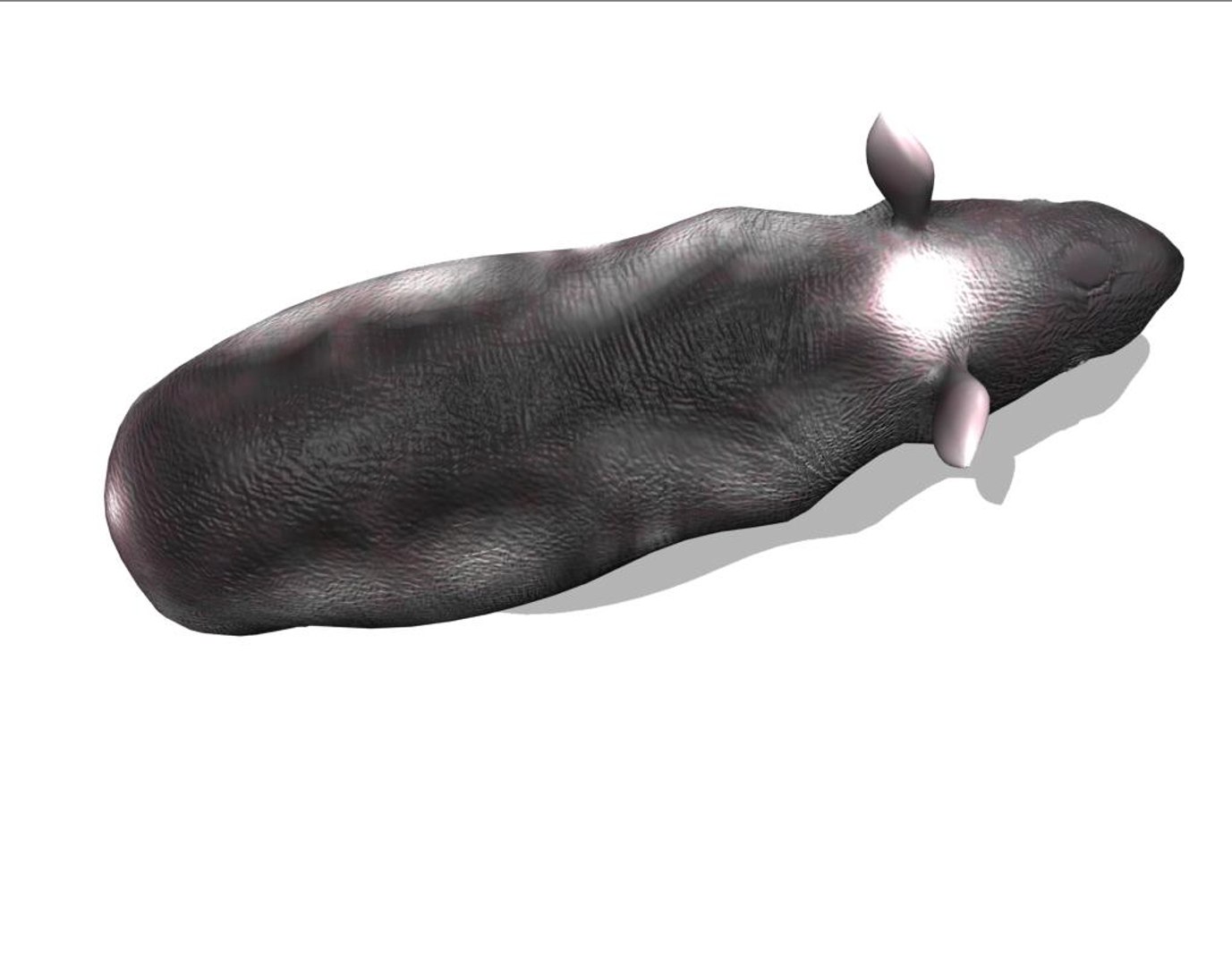 3d Prehistoric Tapir Megatapirus