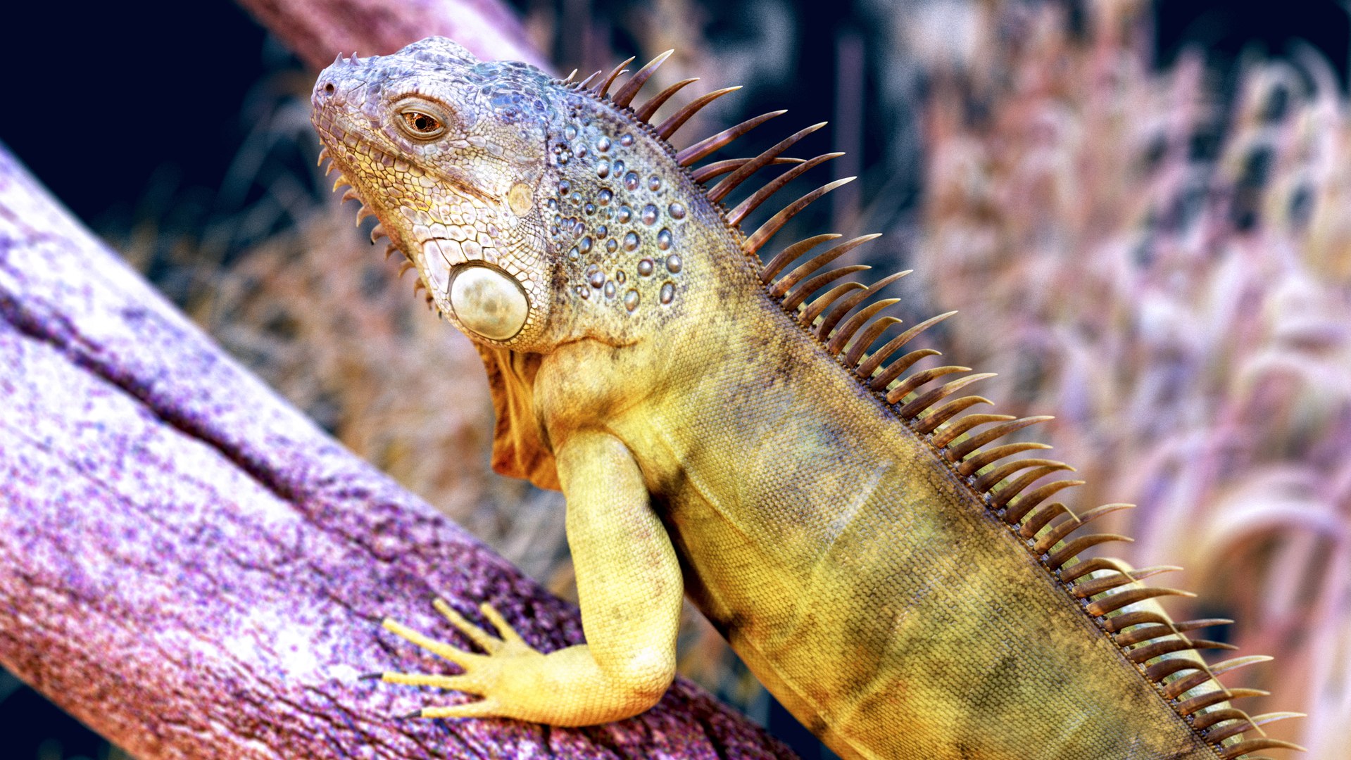 Iguana RIG 3D - TurboSquid 2234825