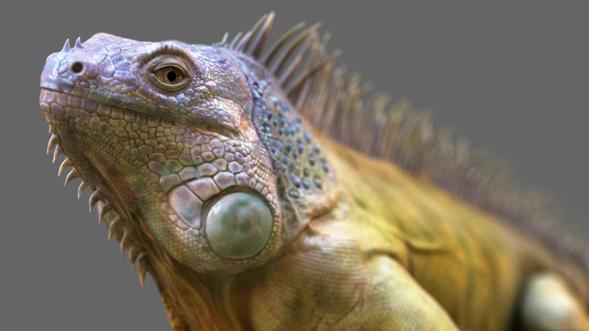 Iguana RIG 3D - TurboSquid 2234825