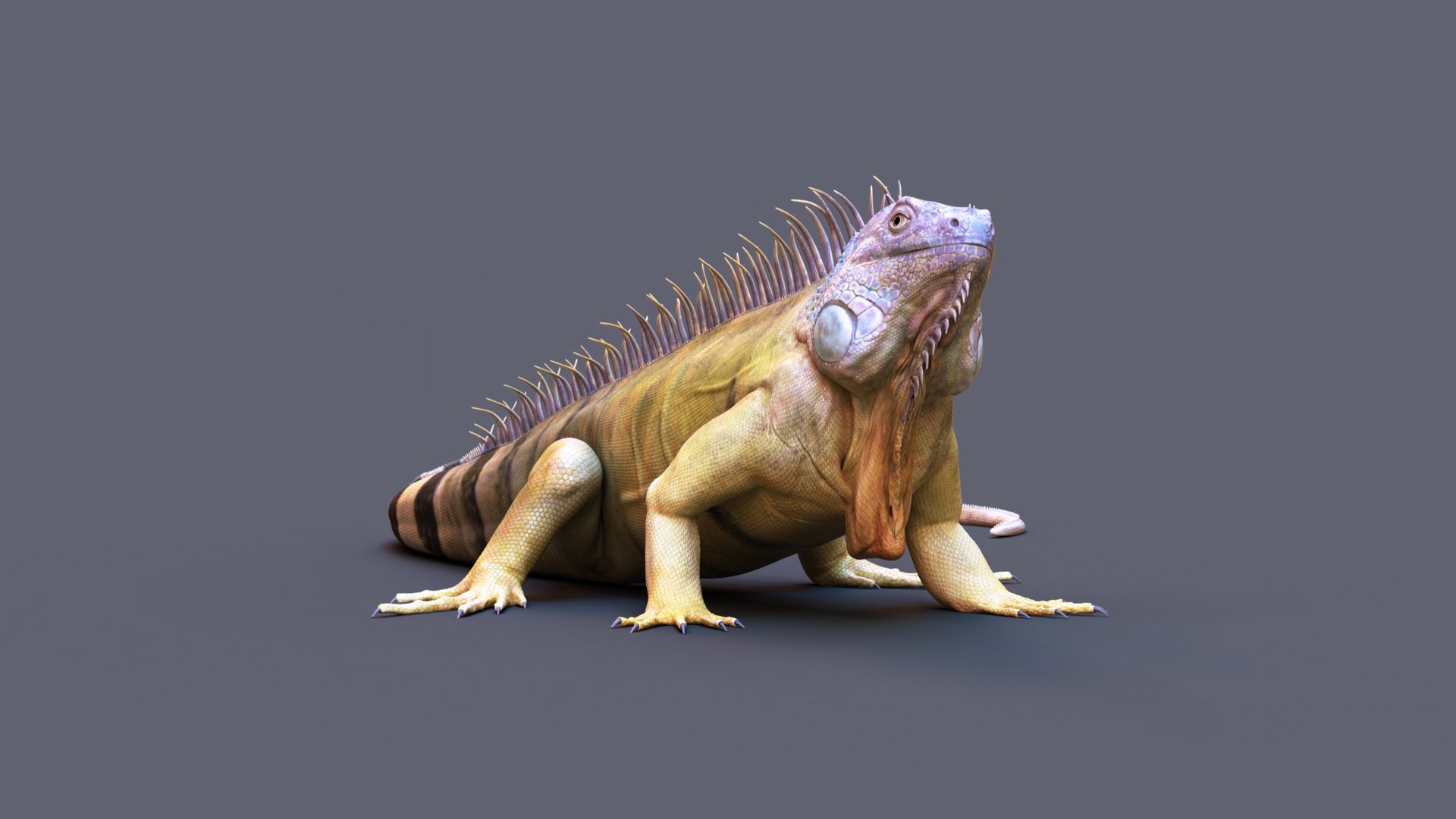 Iguana RIG 3D - TurboSquid 2234825