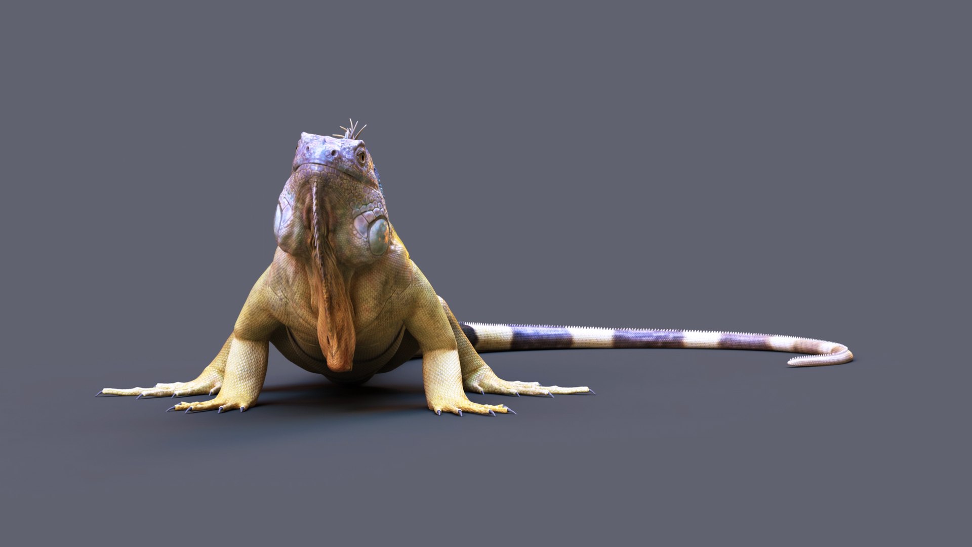 Iguana RIG 3D - TurboSquid 2234825
