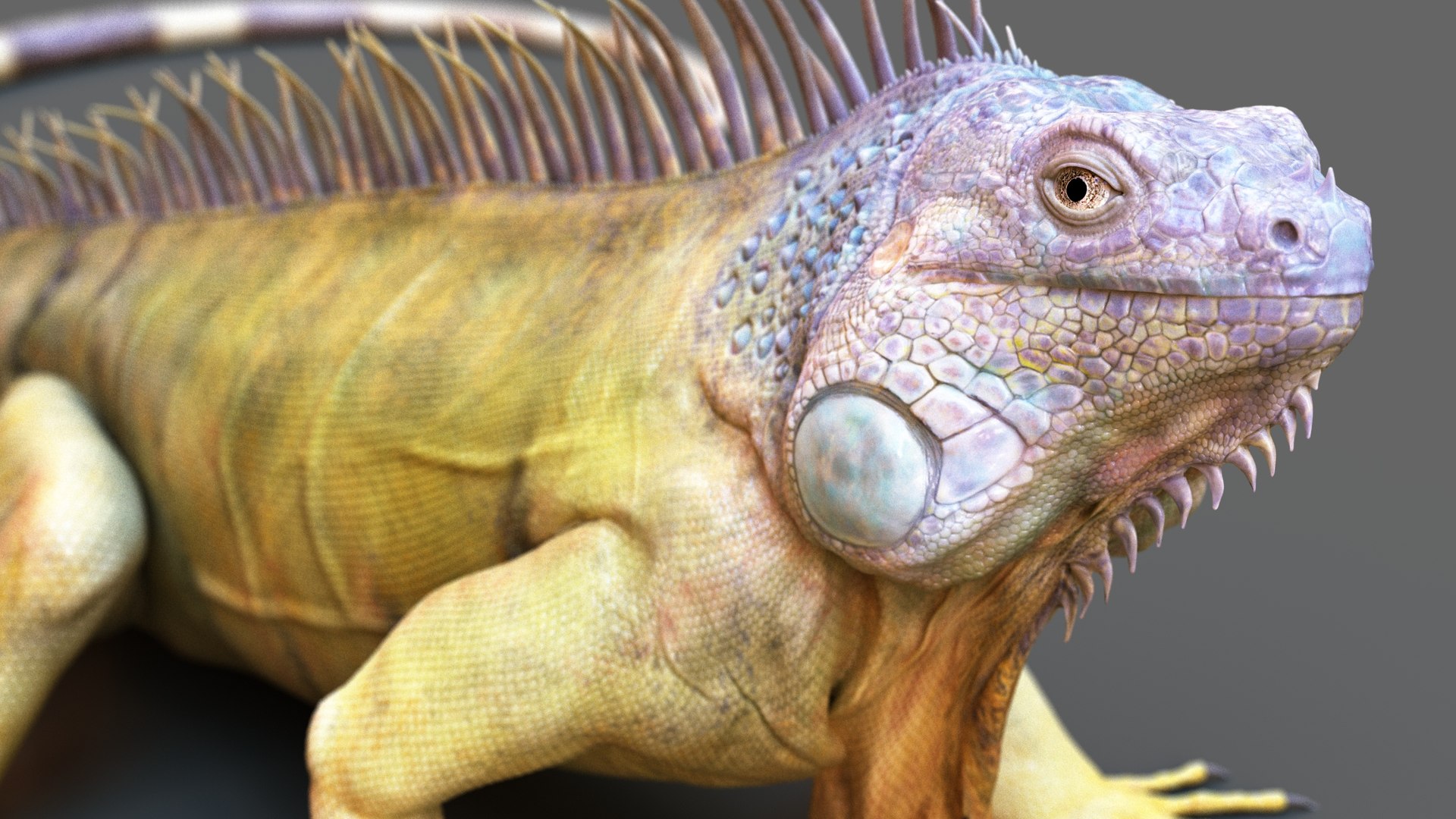 Iguana RIG 3D - TurboSquid 2234825
