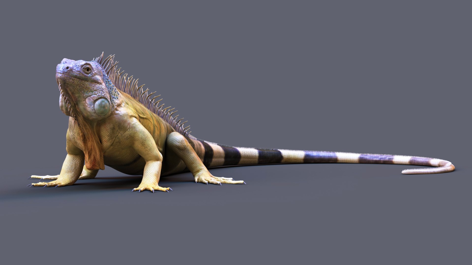 Iguana RIG 3D - TurboSquid 2234825