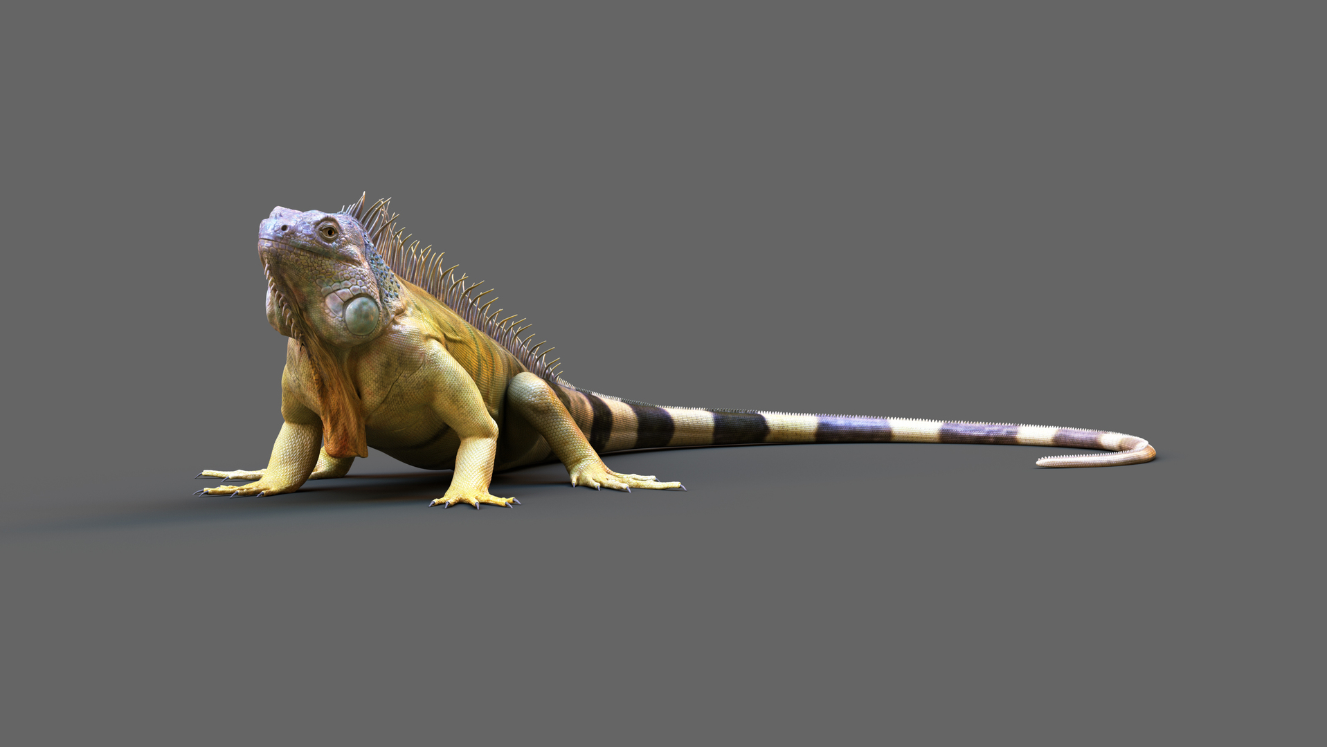 Iguana RIG 3D - TurboSquid 2234825