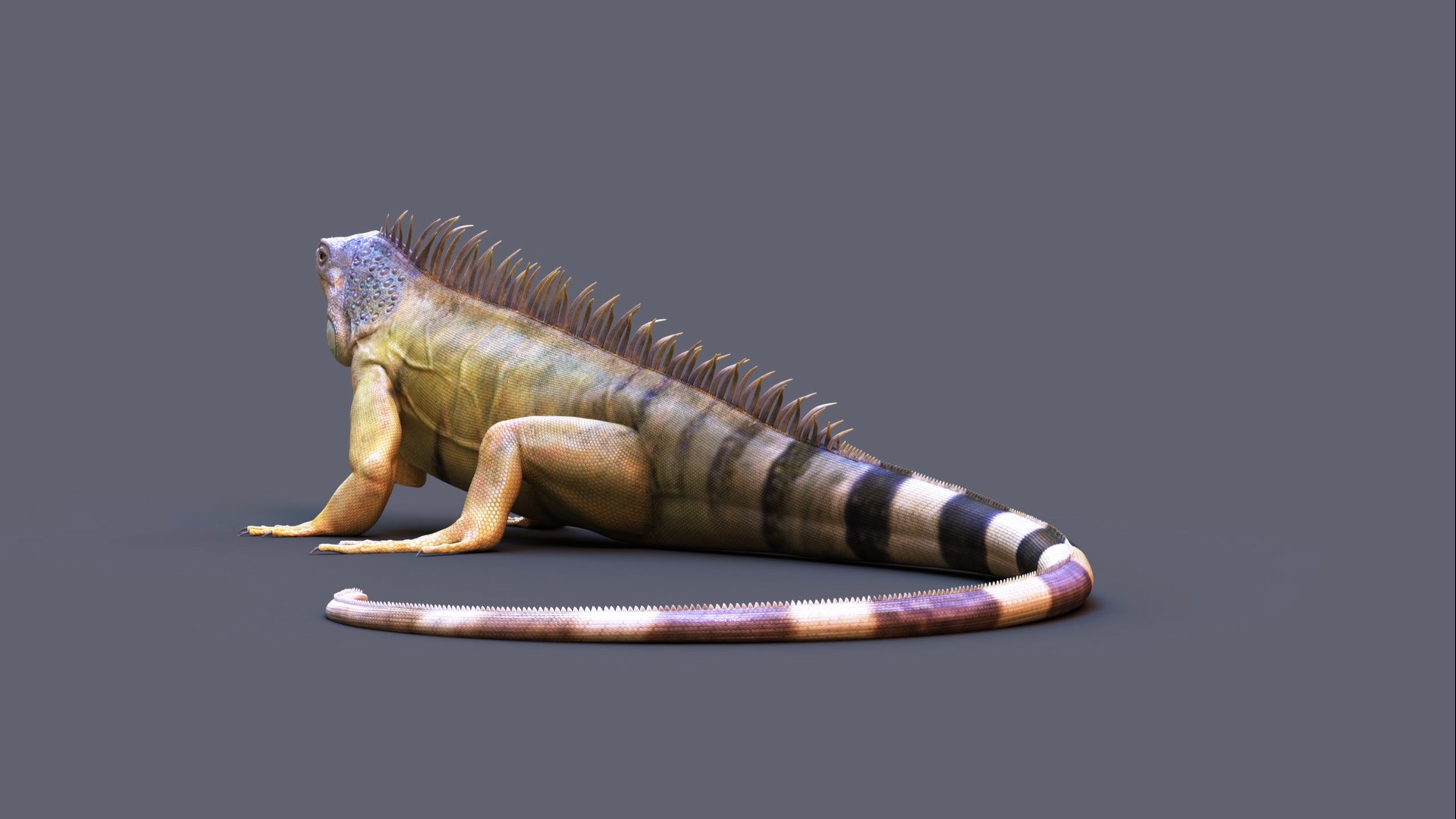 Iguana RIG 3D - TurboSquid 2234825