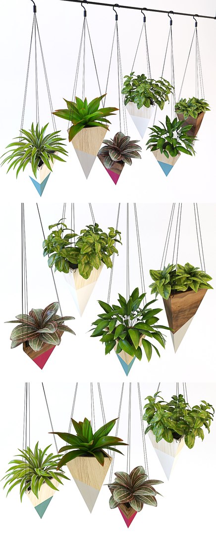 Hanging Plant Max