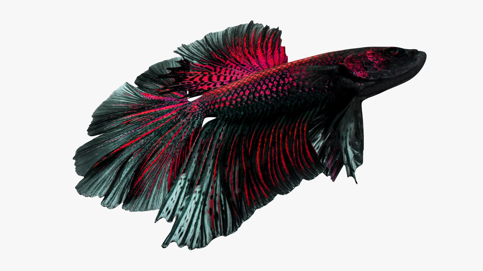 3D Betta Fish - TurboSquid 1697274