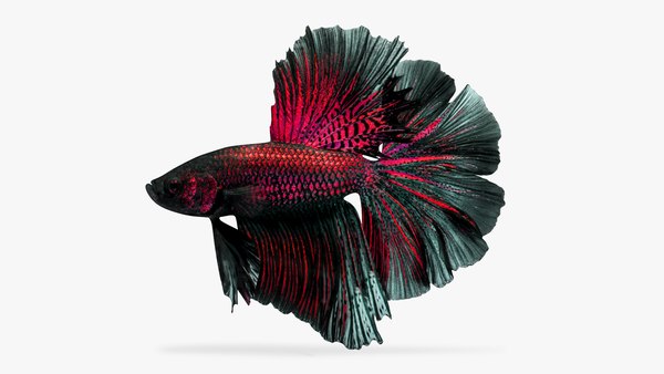 3d mexican hogfish model