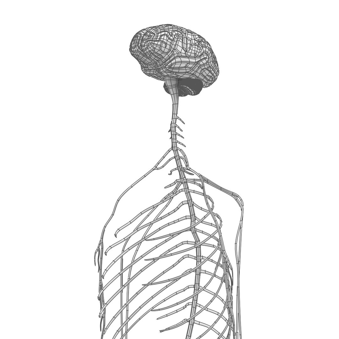 Nervous 3d Model