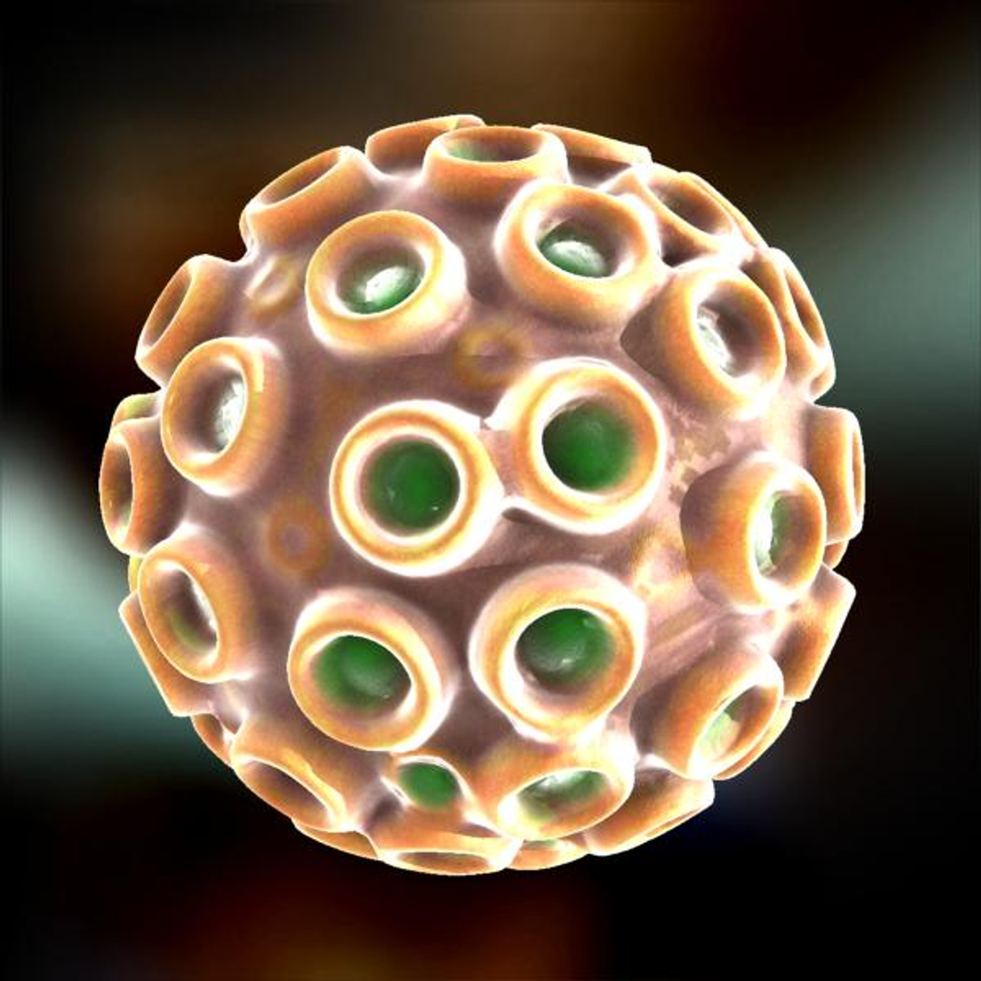 encephalitis virus 3d model