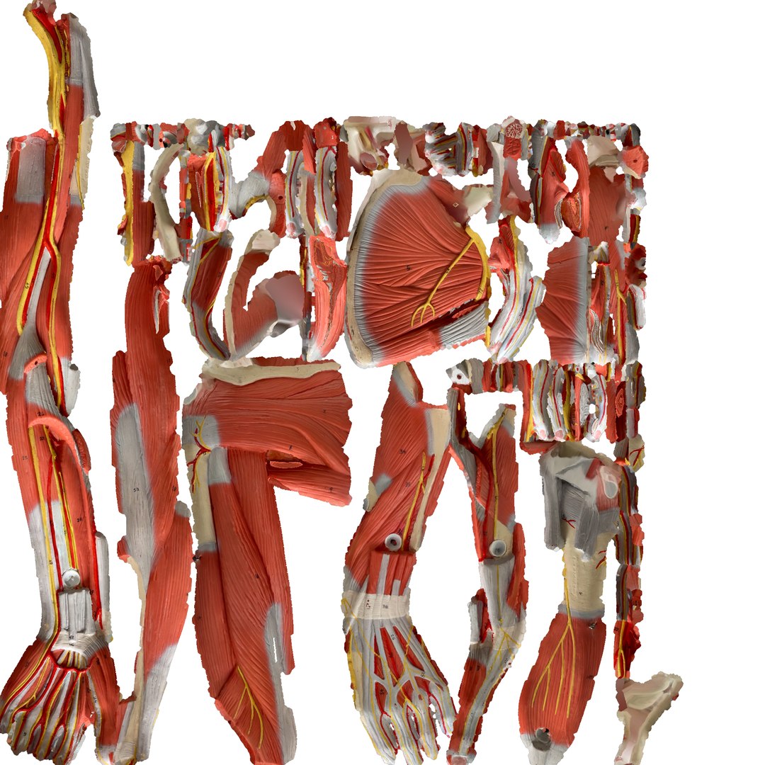Anatomical Arm Model 3D Model - TurboSquid 2376151