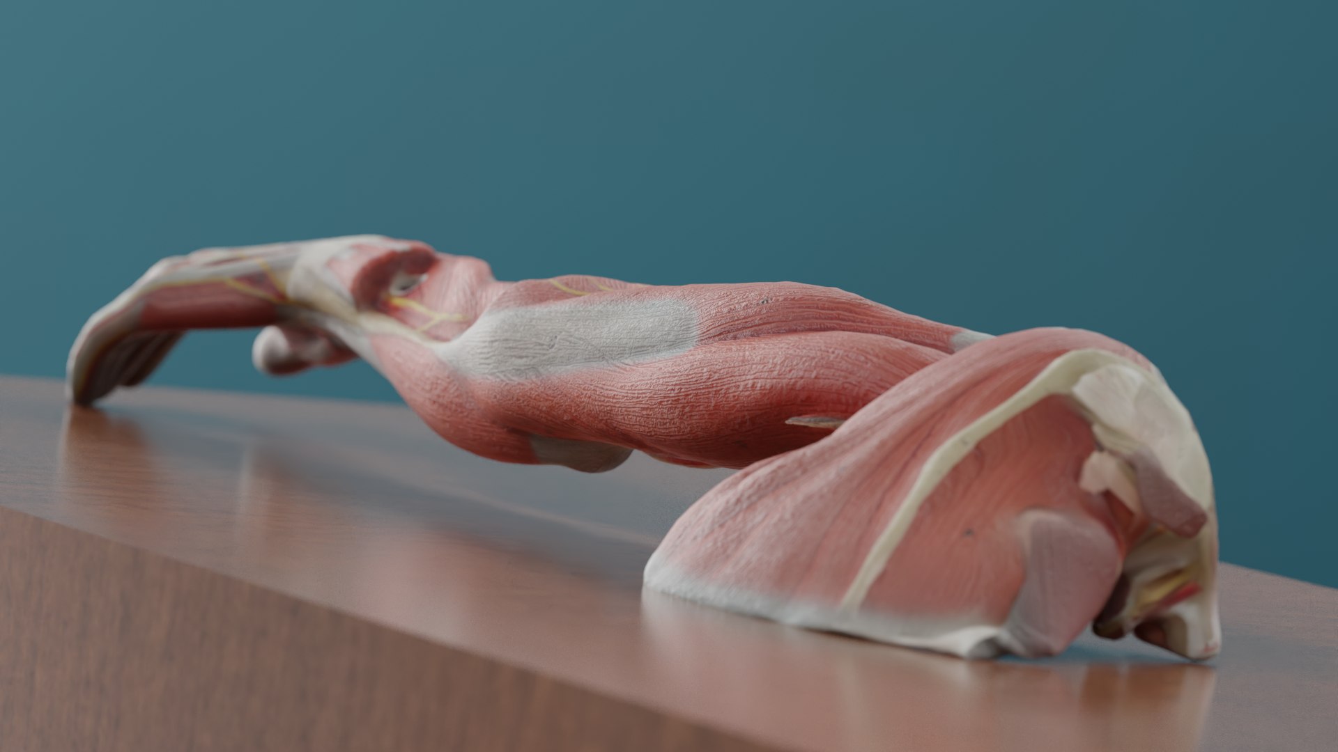 Anatomical Arm Model 3D Model - TurboSquid 2376151