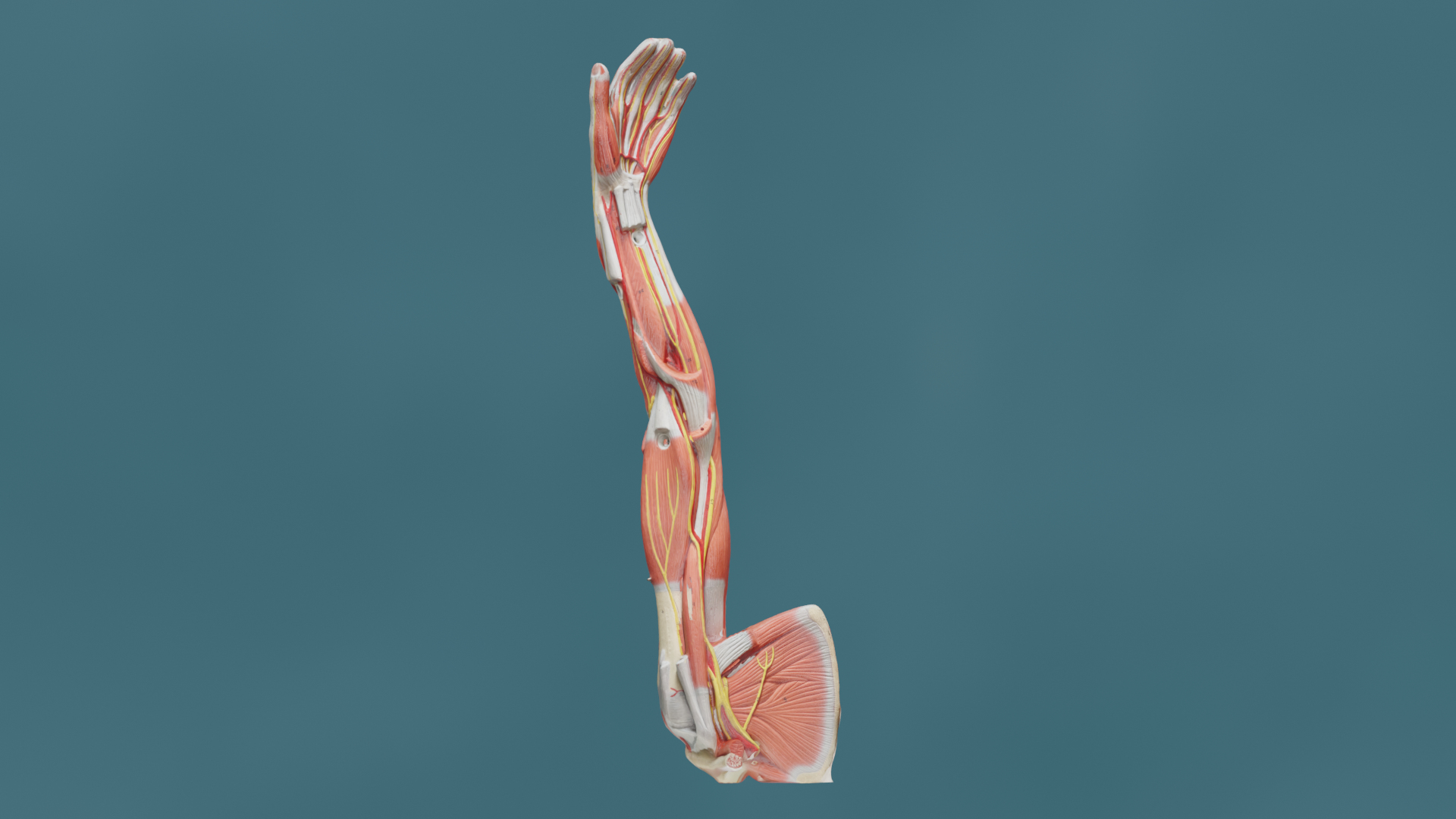Anatomical Arm Model 3D Model - TurboSquid 2376151