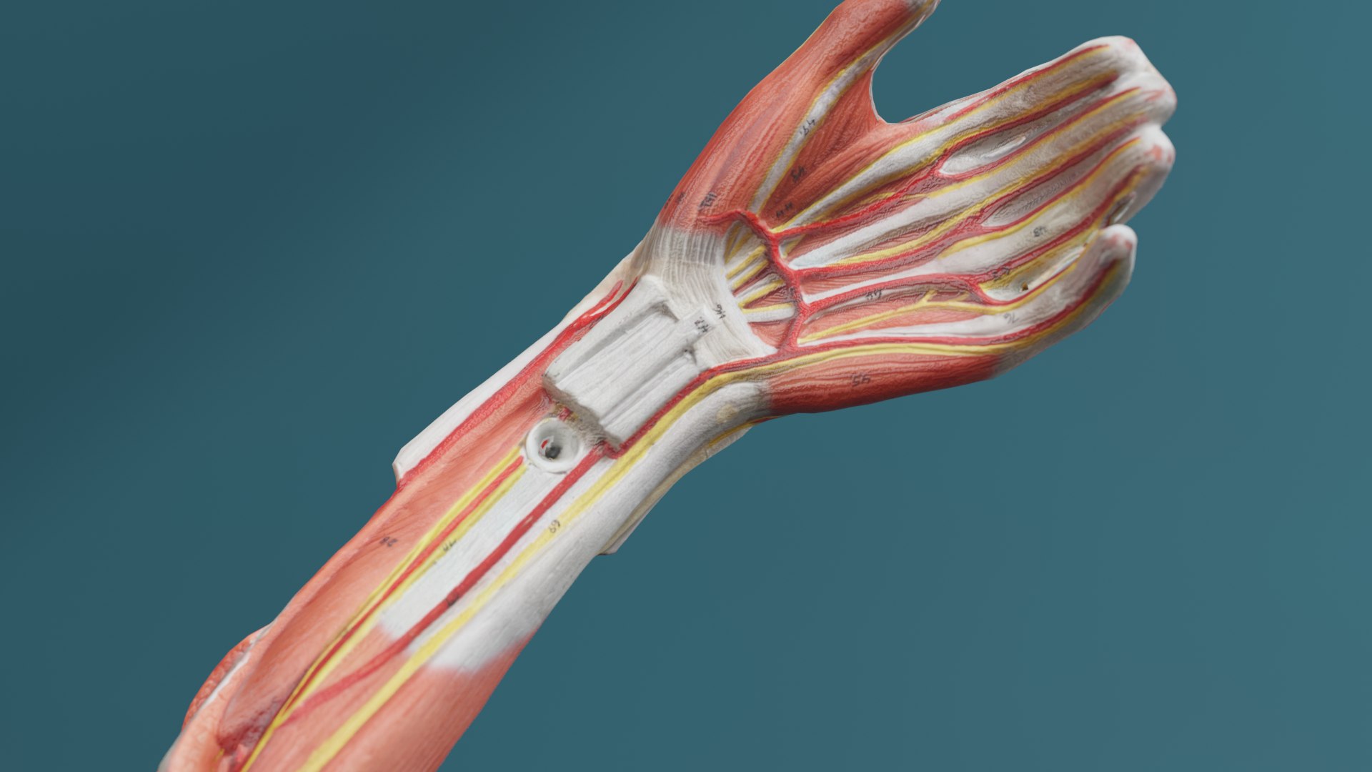 Anatomical Arm Model 3D Model - TurboSquid 2376151