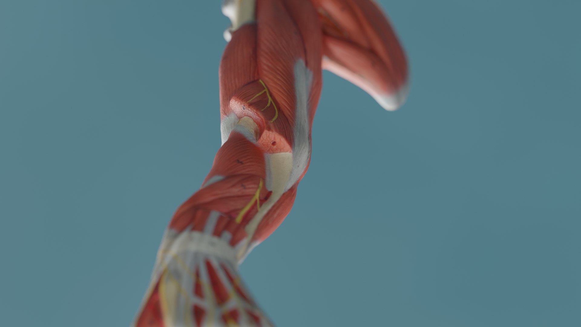 Anatomical Arm Model 3D Model - TurboSquid 2376151