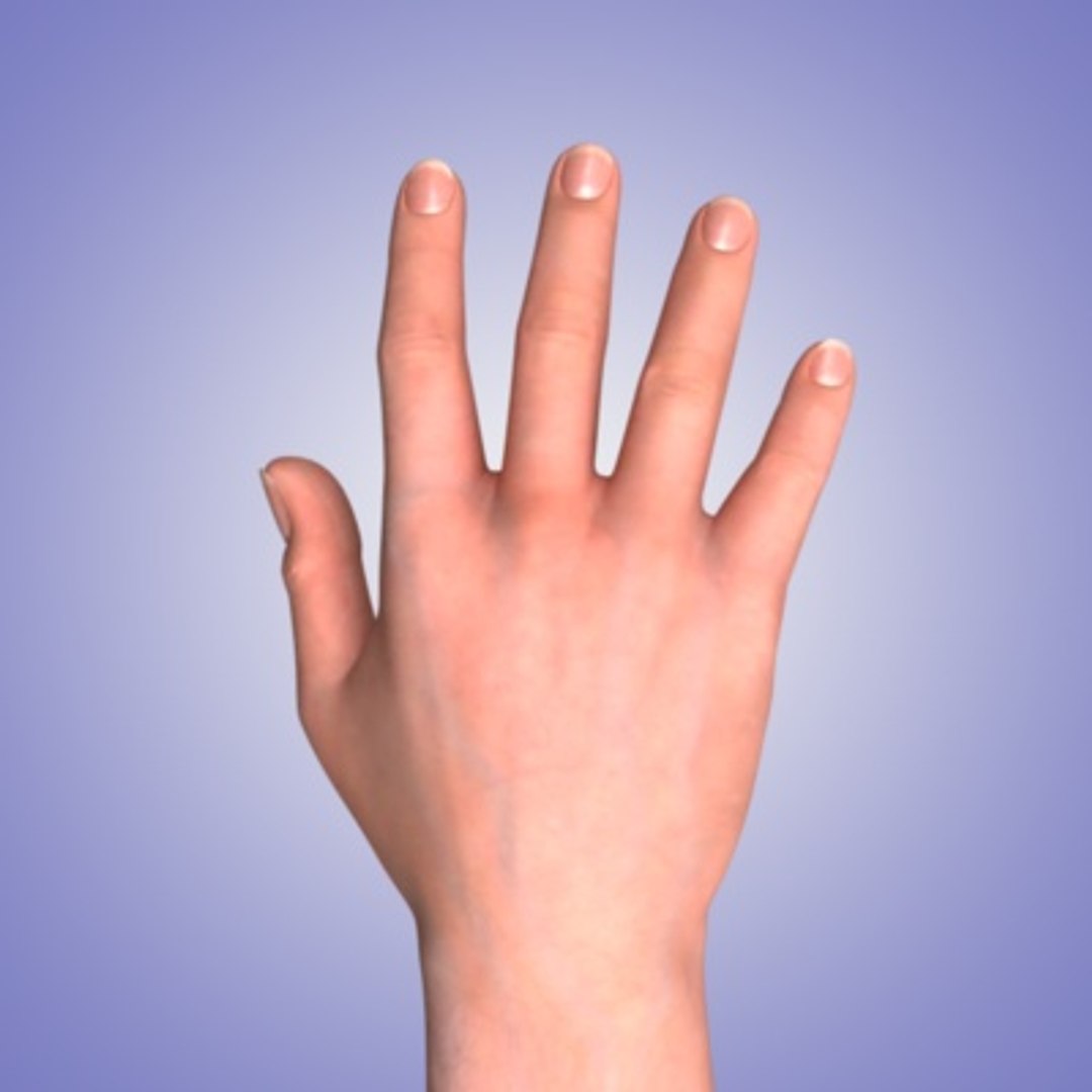 3d Model Of Human Hand