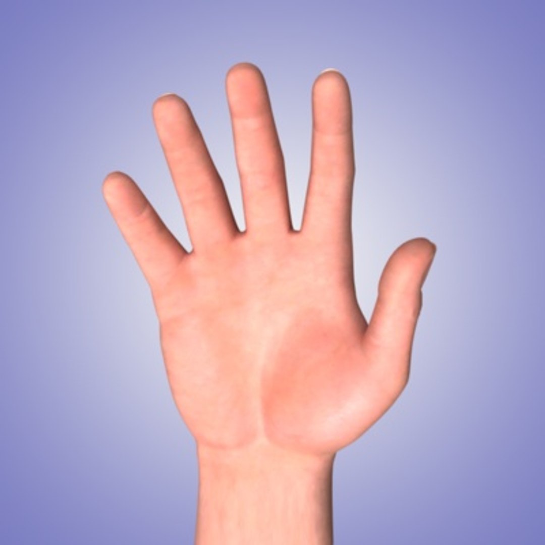 3d Model Of Human Hand