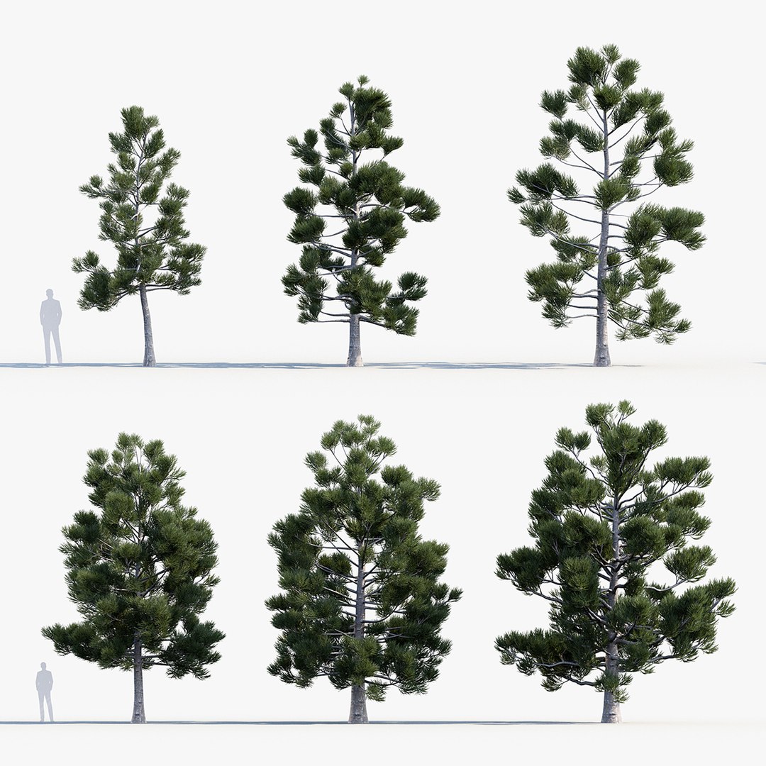 Araucaria Araucana Monkey Puzzle Tree 3D Model - TurboSquid 2048689