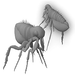 Flea 3D Models for Download | TurboSquid