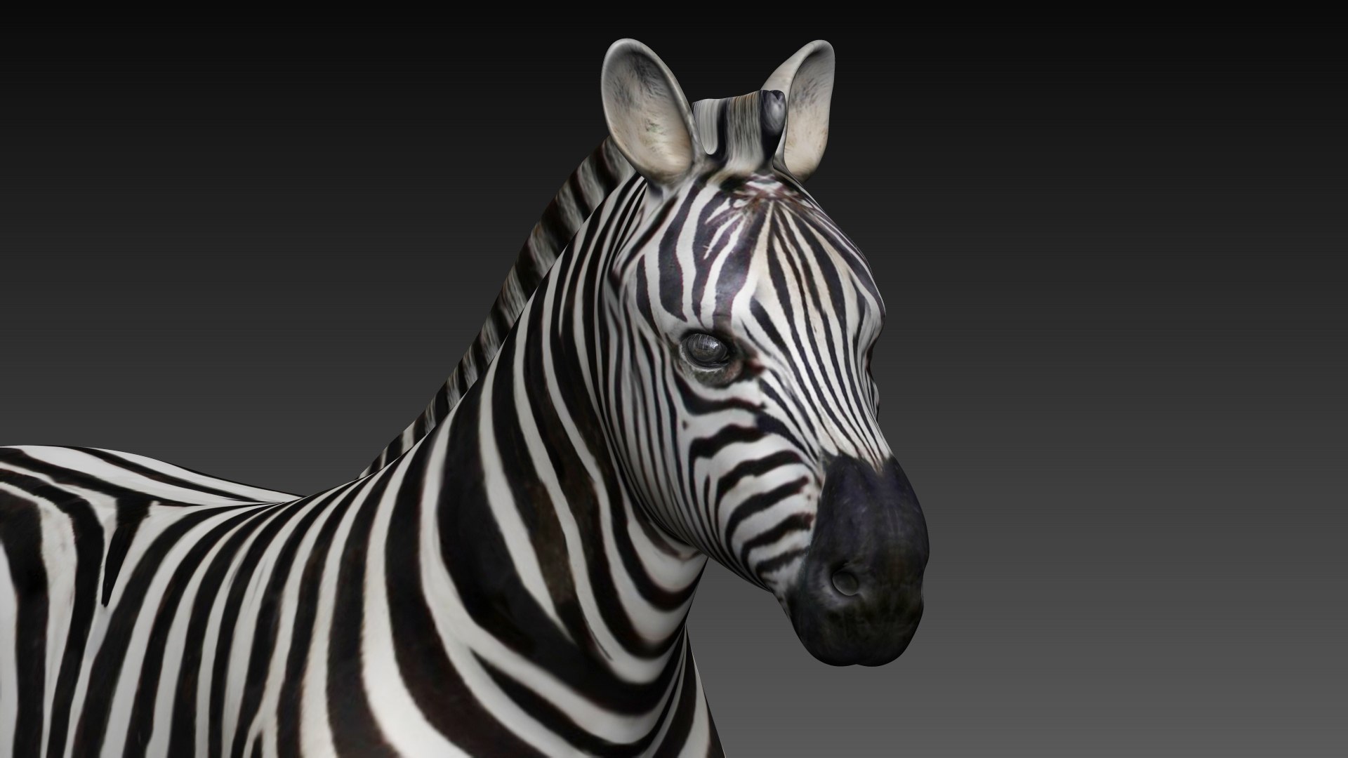 Fully Rigged Low Poly Zebra Model - TurboSquid 1748780