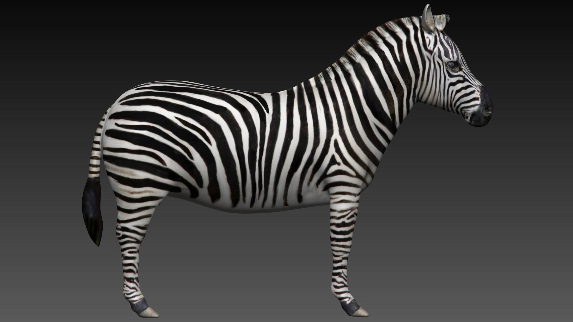 Fully Rigged Low Poly Zebra Model - TurboSquid 1748780