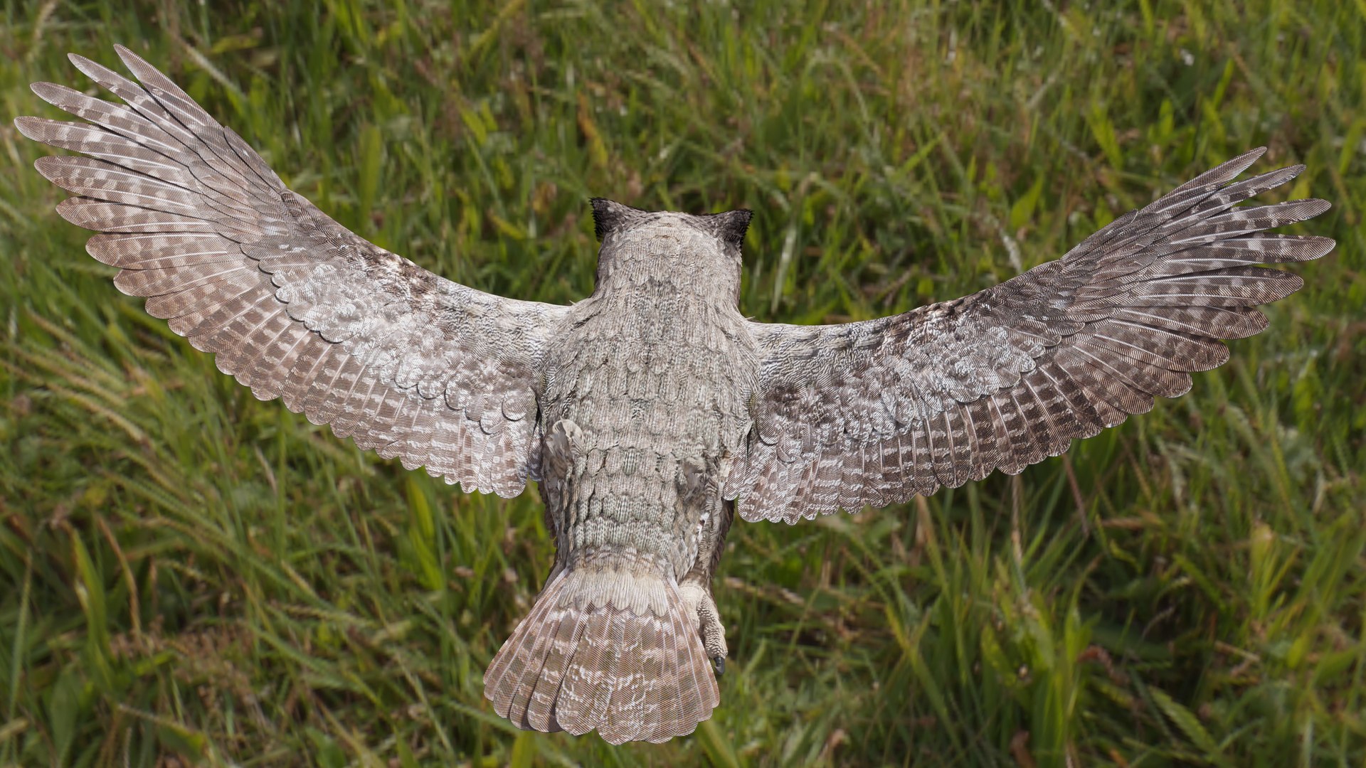 Great Horned Owl - Blender model - TurboSquid 1954490