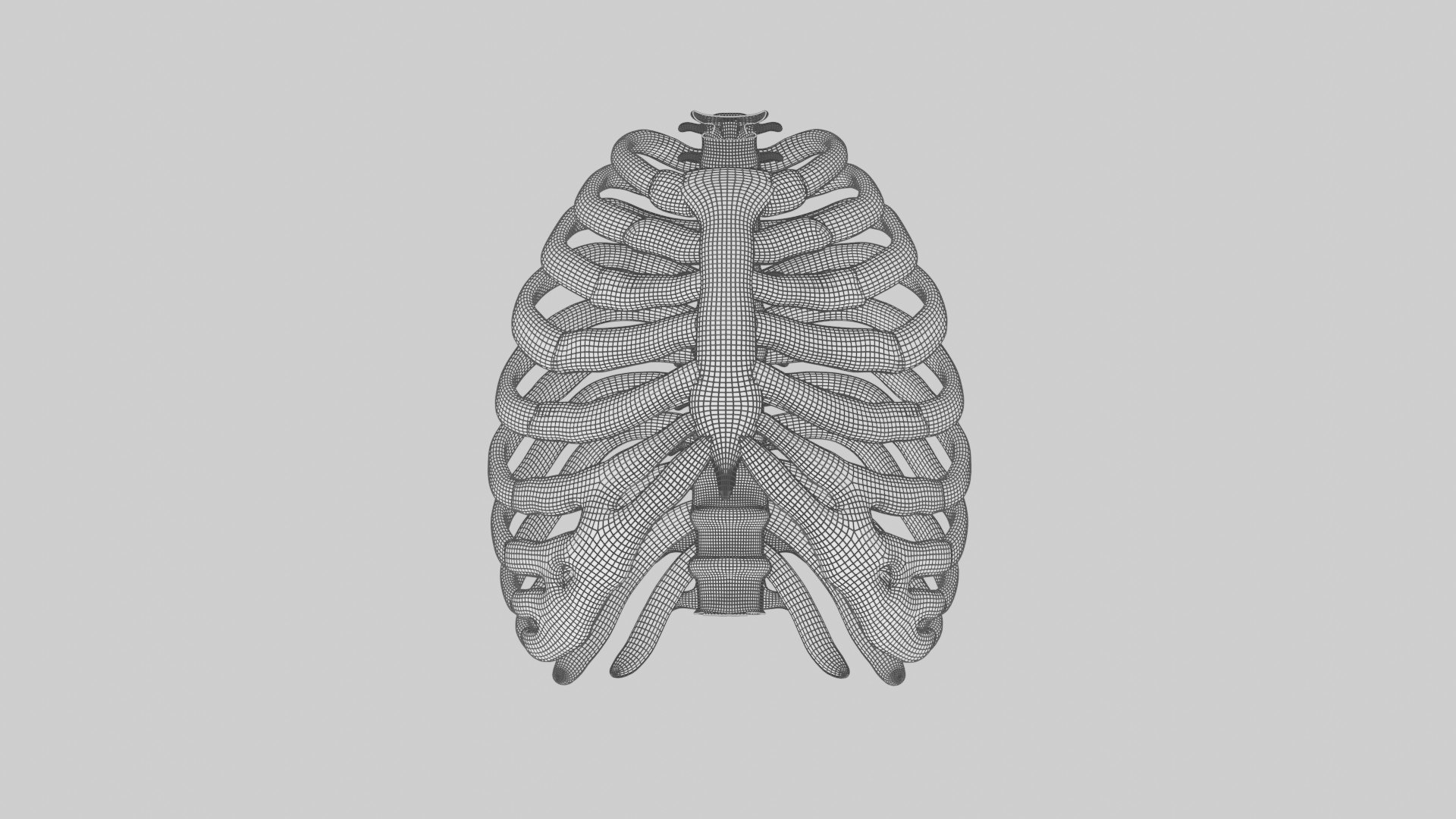 3D Model Rib Cage - TurboSquid 1744477