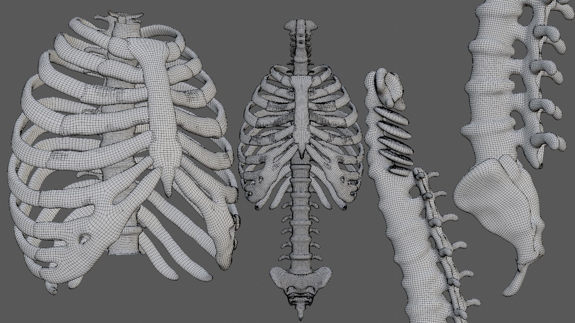 3D Model Rib Cage - TurboSquid 1744477