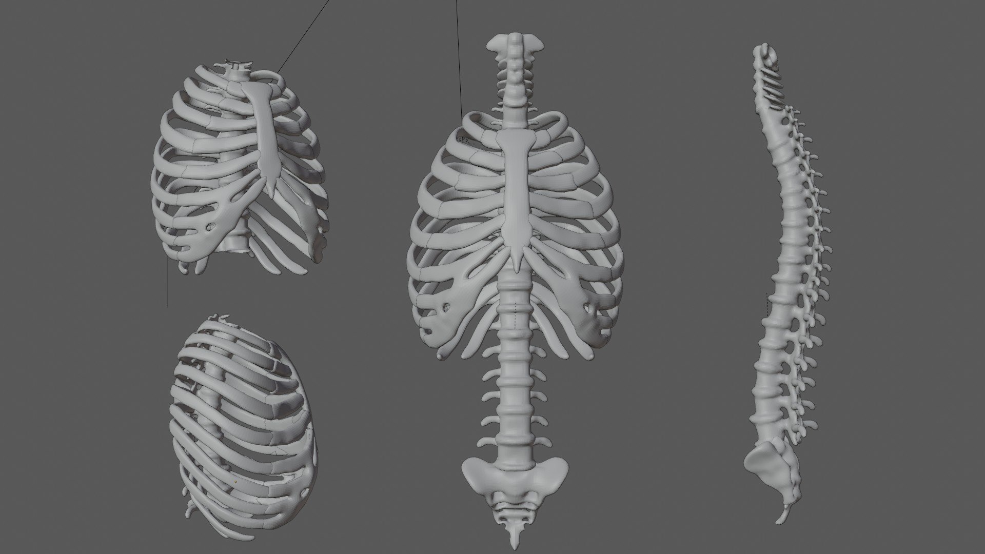 3D Model Rib Cage - TurboSquid 1744477
