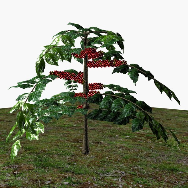 Coffee tree 3D model - TurboSquid 1983965