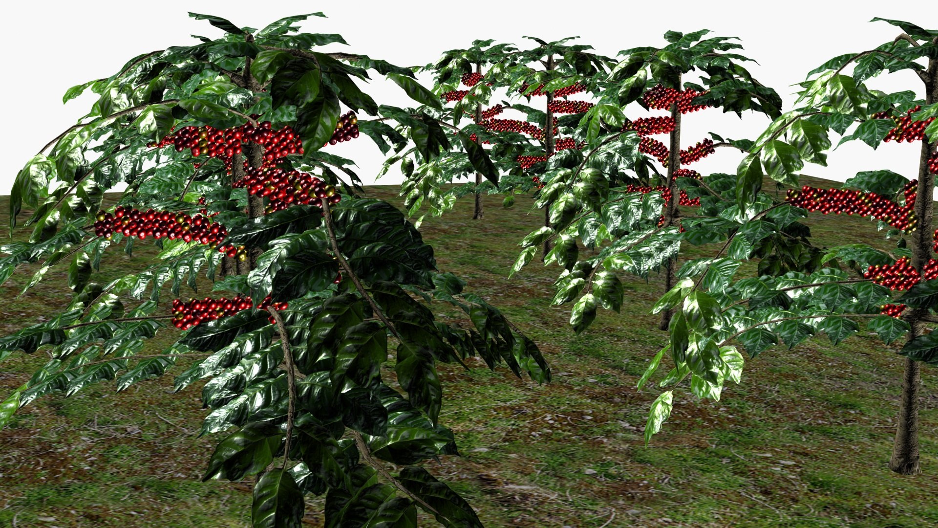 Coffee Tree 3D Model - TurboSquid 1983965