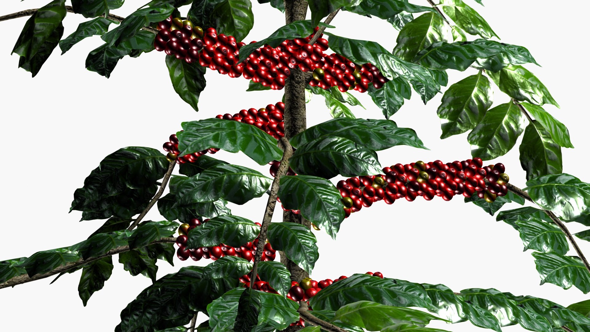 Coffee Tree 3D Model - TurboSquid 1983965