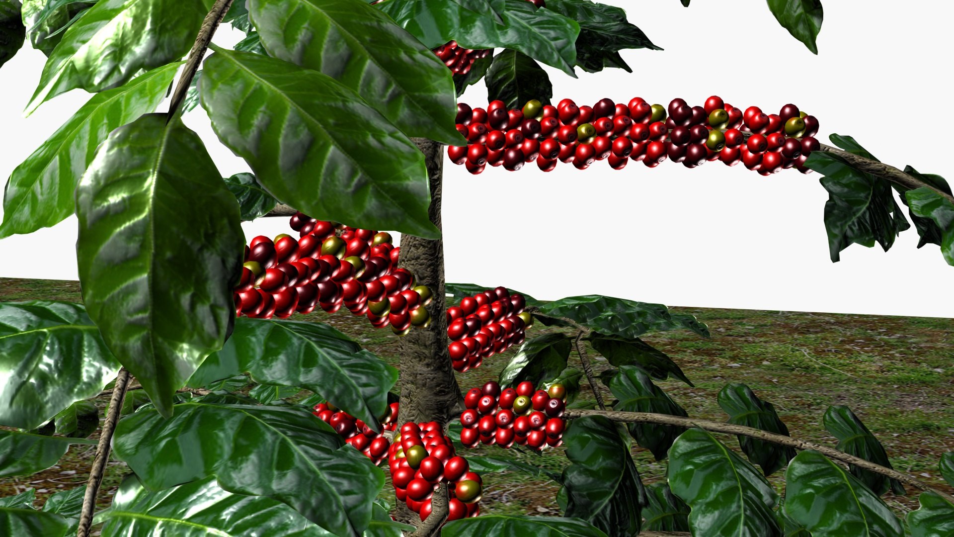 Coffee Tree 3D Model - TurboSquid 1983965