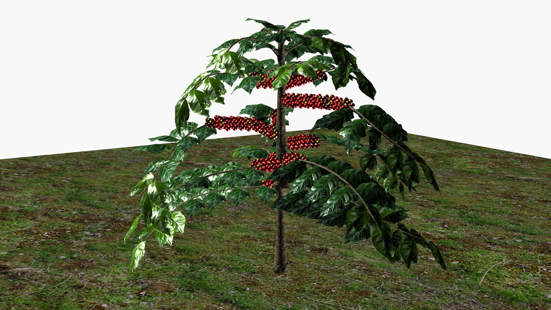 Coffee Tree 3D Model - TurboSquid 1983965