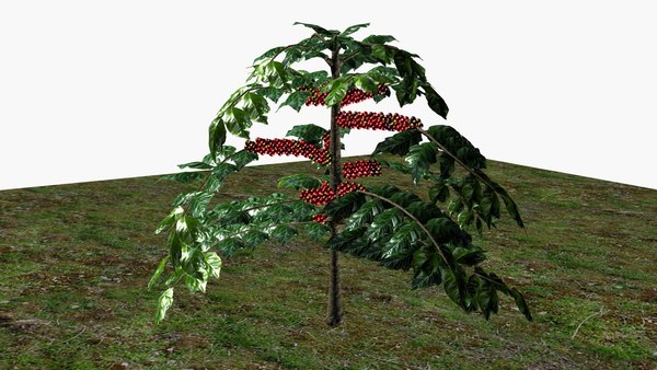 modelo 3d Coffee tree - TurboSquid 1983965