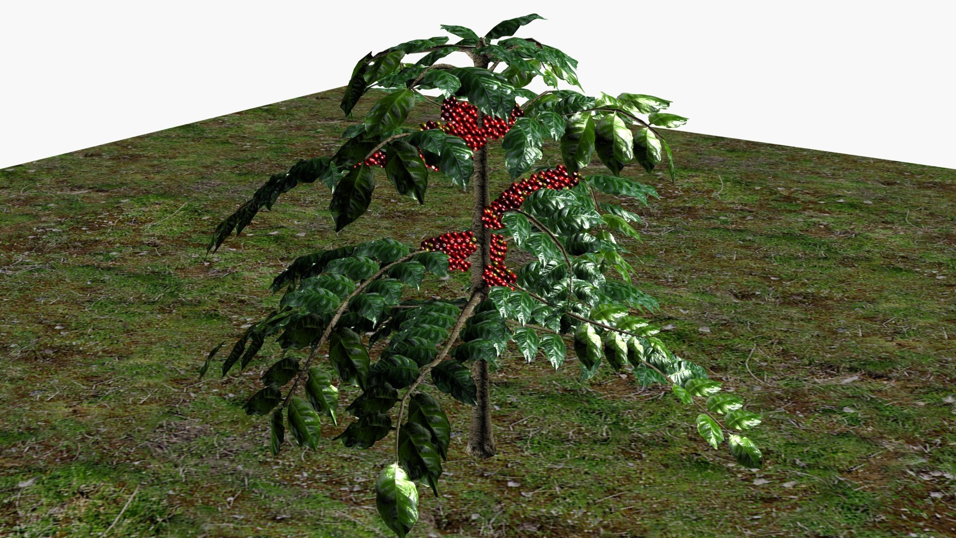 Coffee Tree 3D Model - TurboSquid 1983965