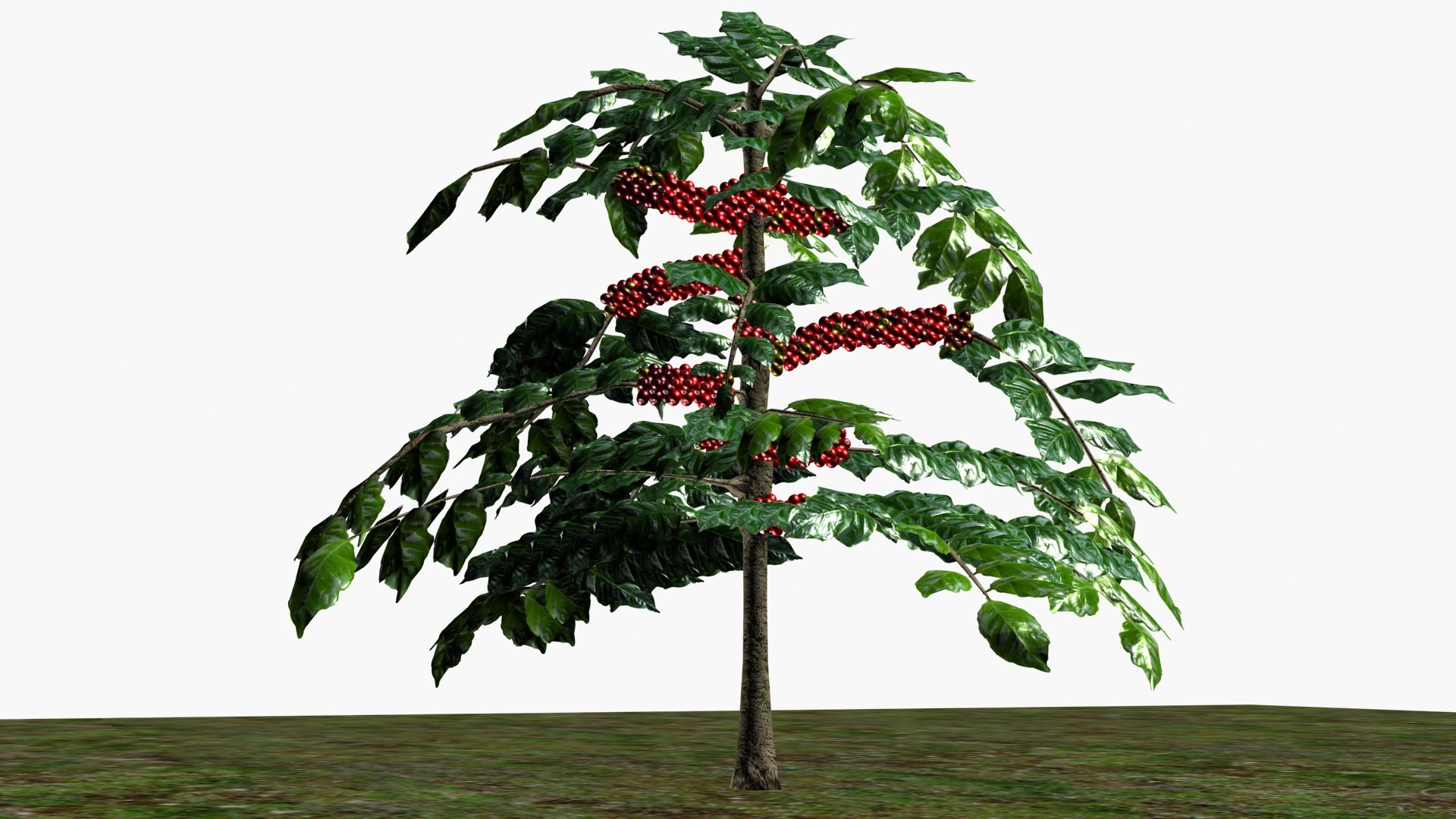 Coffee Tree 3D Model - TurboSquid 1983965