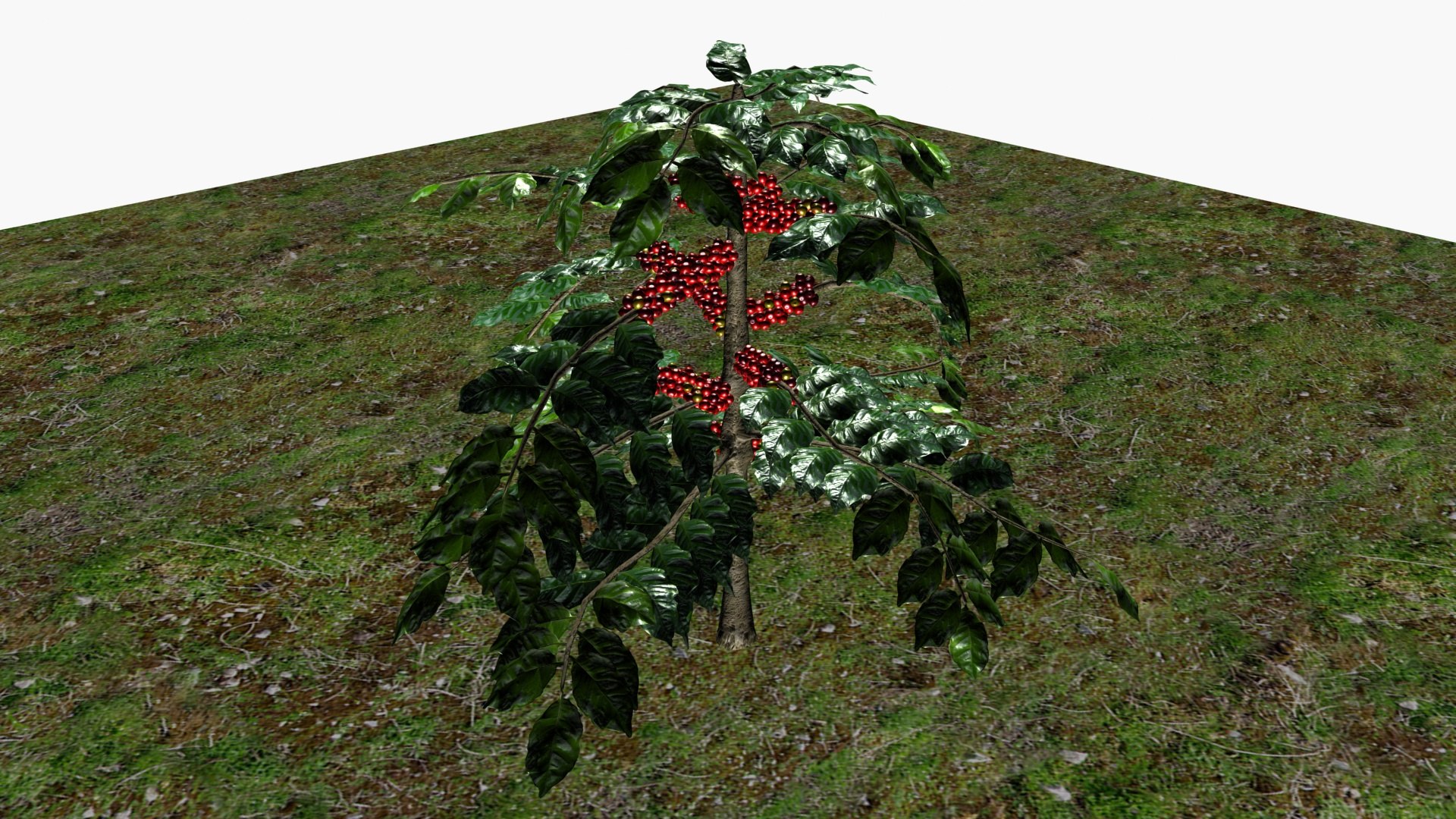 Coffee Tree 3D Model - TurboSquid 1983965