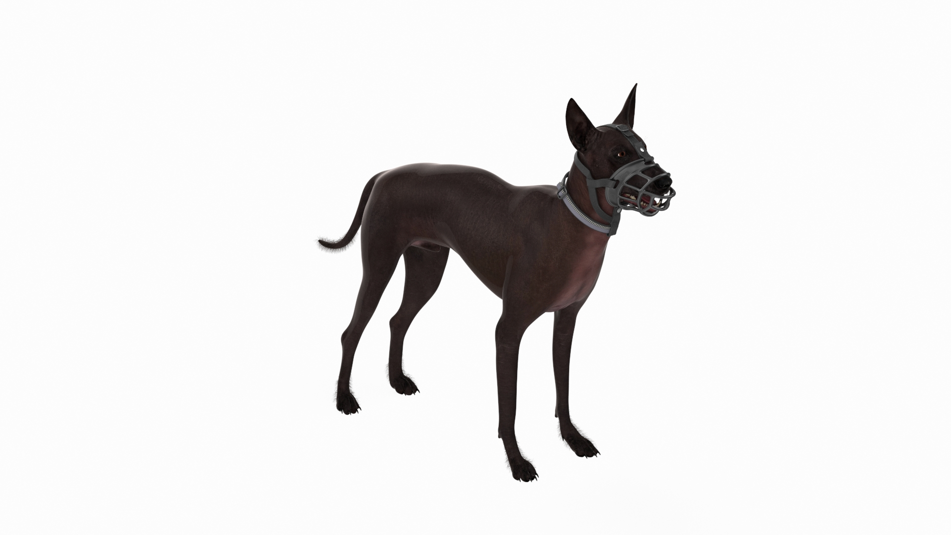 Xoloitzcuintli In A Baskerville Muzzle Fur Model - TurboSquid 2284134